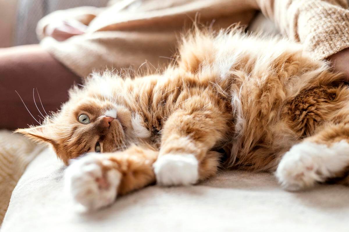 Mon chat vomit et a la diarrhée : pourquoi et comment le soigner